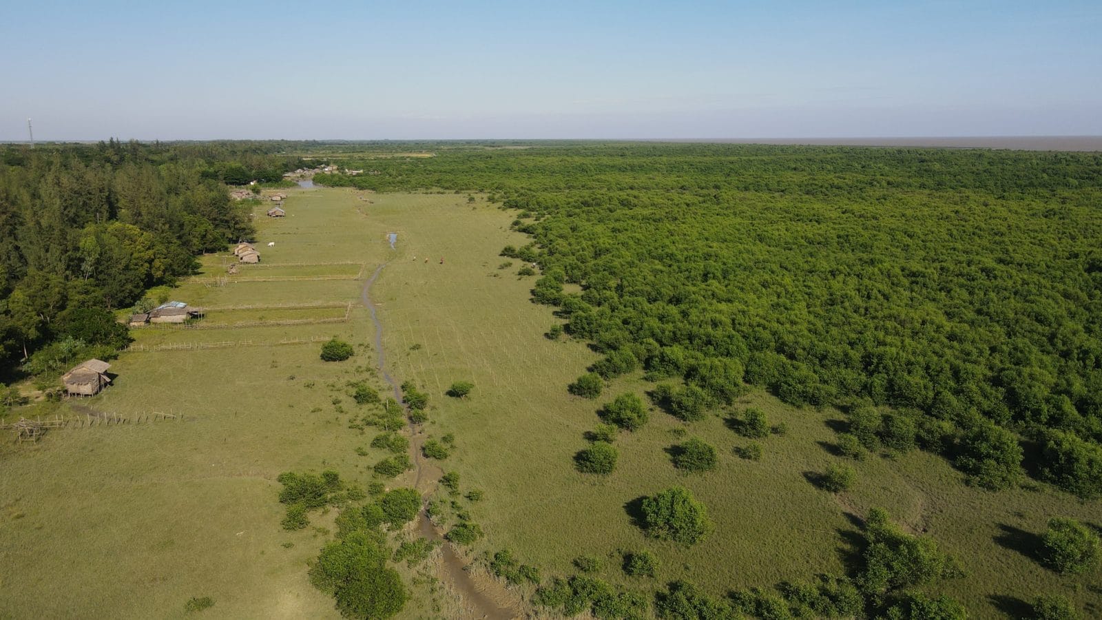 'Plant for the Planet' Mangrove Reforestation in Myanmar | AFoCO