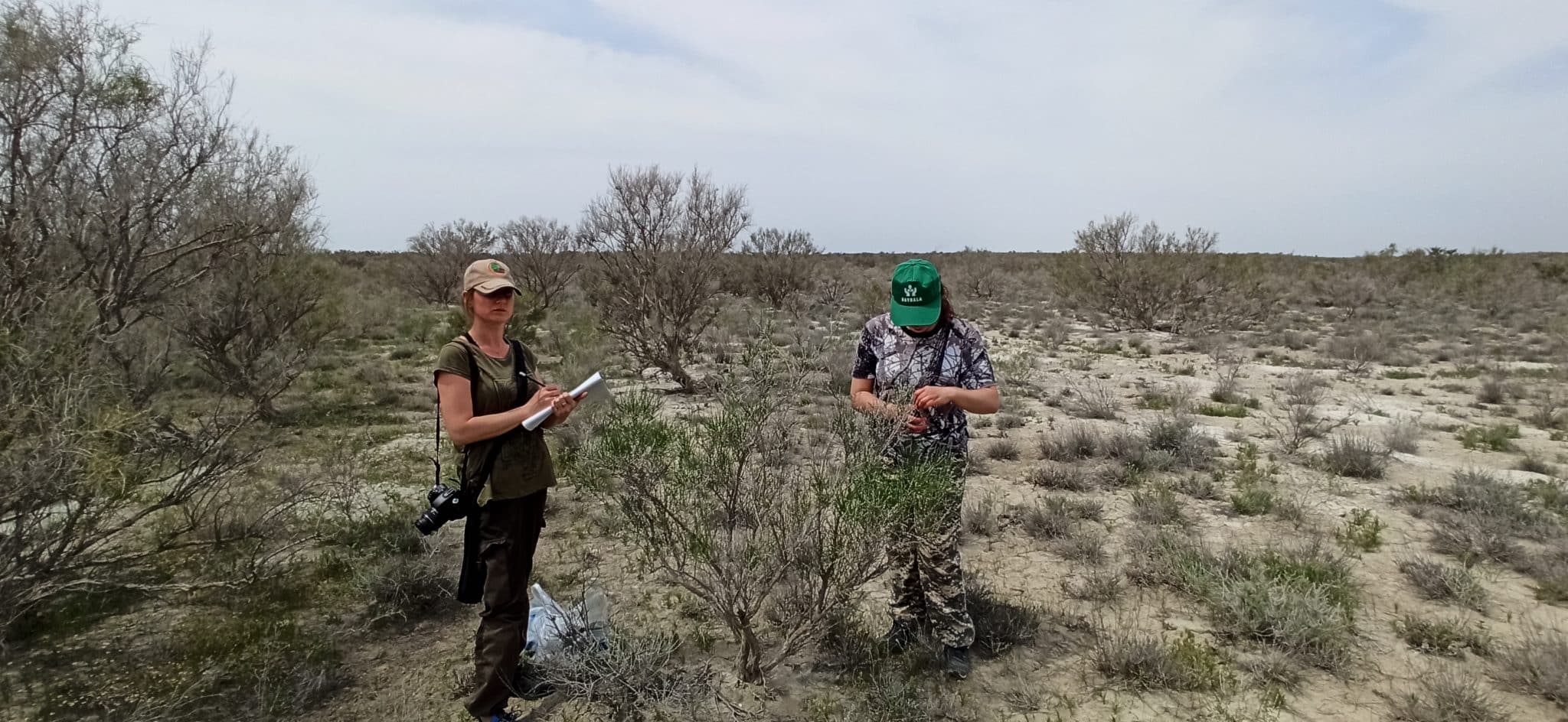 Findings from laboratory tests of saxauls infected by gall midges in ...