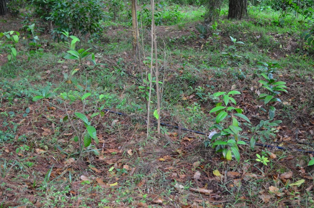 Pinus Caribaea plantation models in Viet Nam established through AFoCO ...