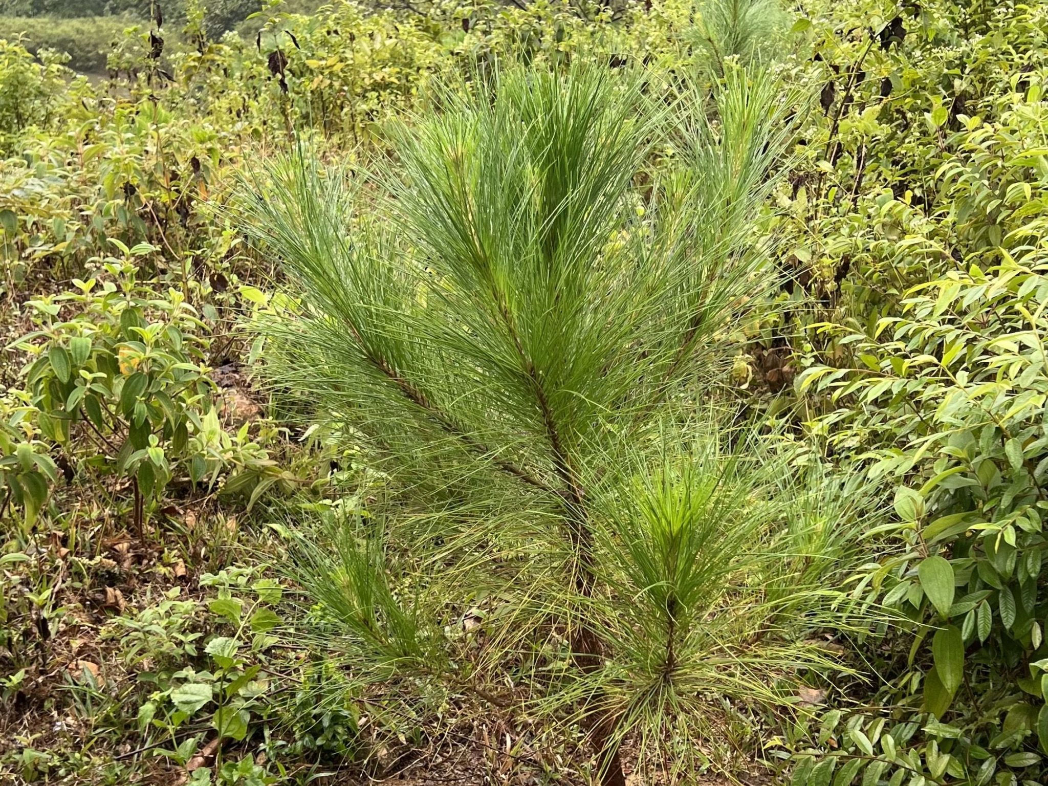 Pinus Caribaea plantation models in Viet Nam established through AFoCO ...