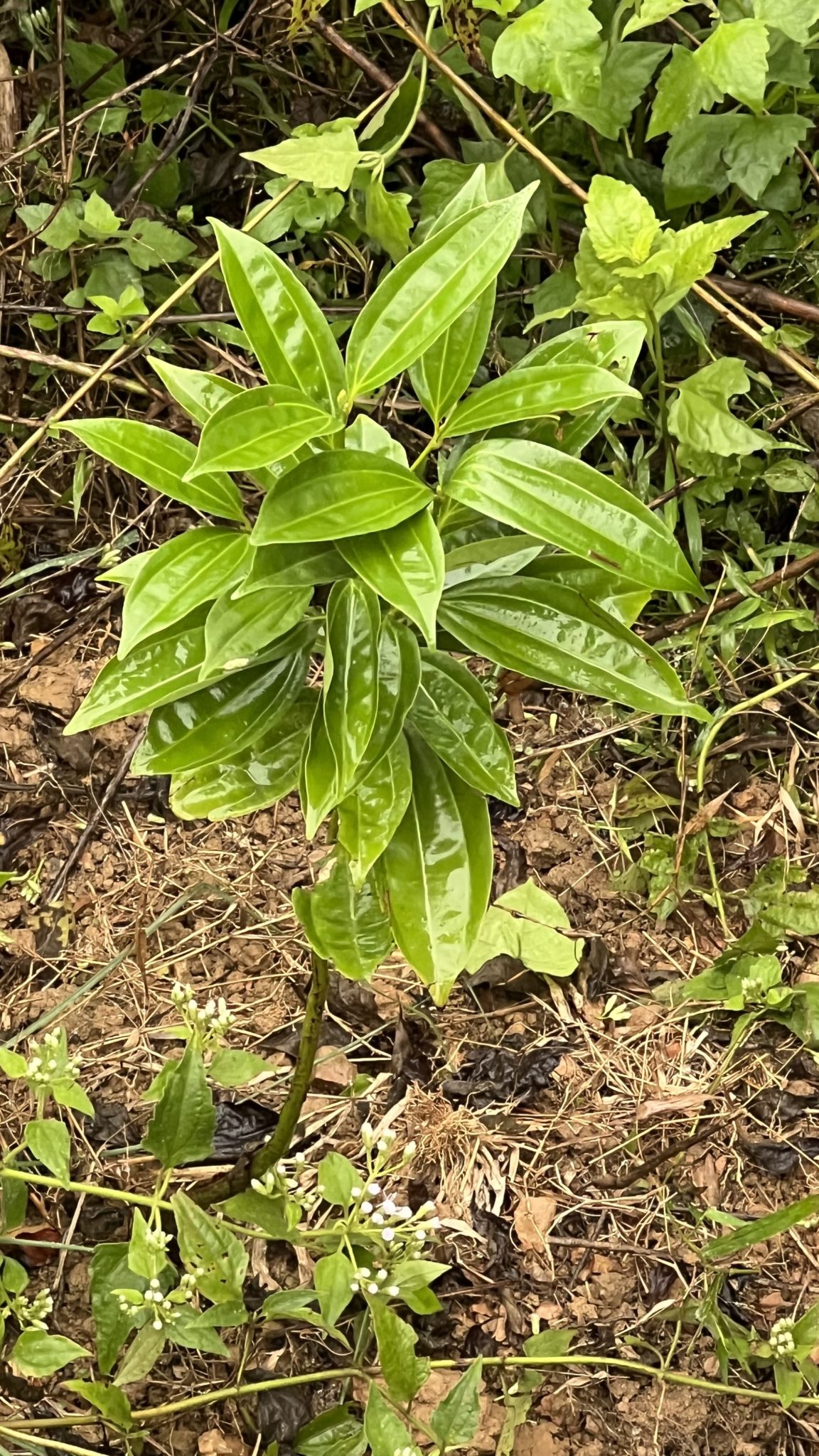 Pinus Caribaea plantation models in Viet Nam established through AFoCO ...