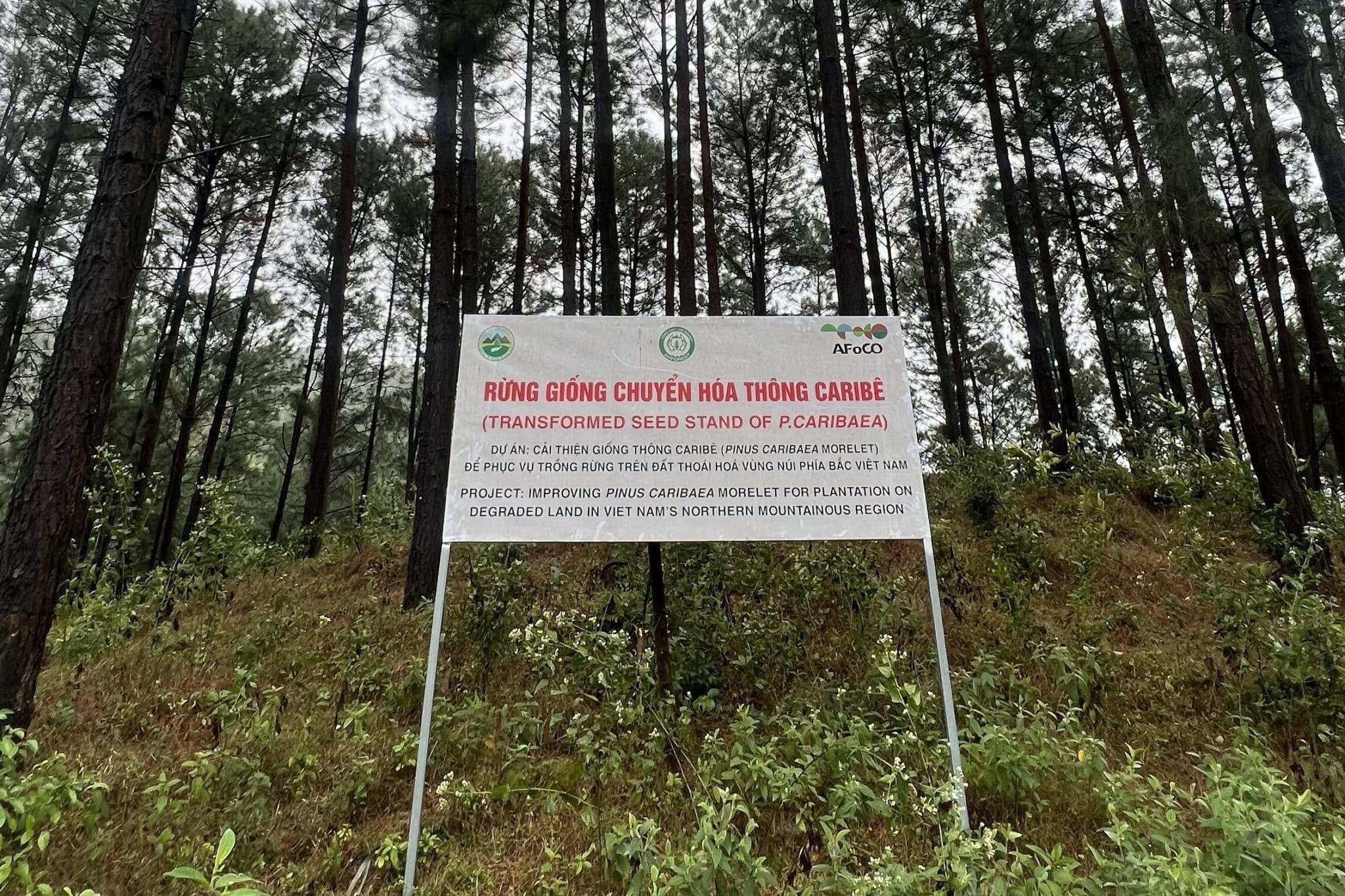 Pinus Caribaea plantation models in Viet Nam established through AFoCO ...