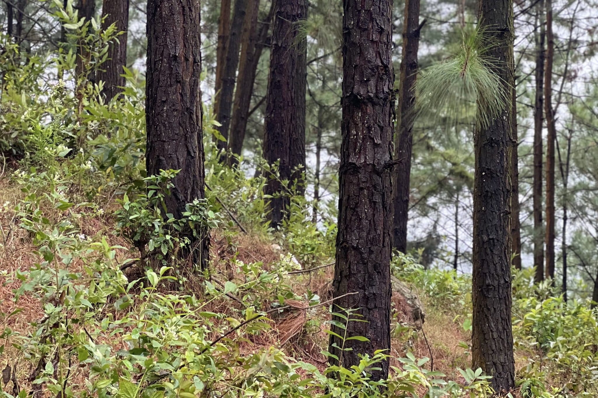 Pinus Caribaea plantation models in Viet Nam established through AFoCO ...