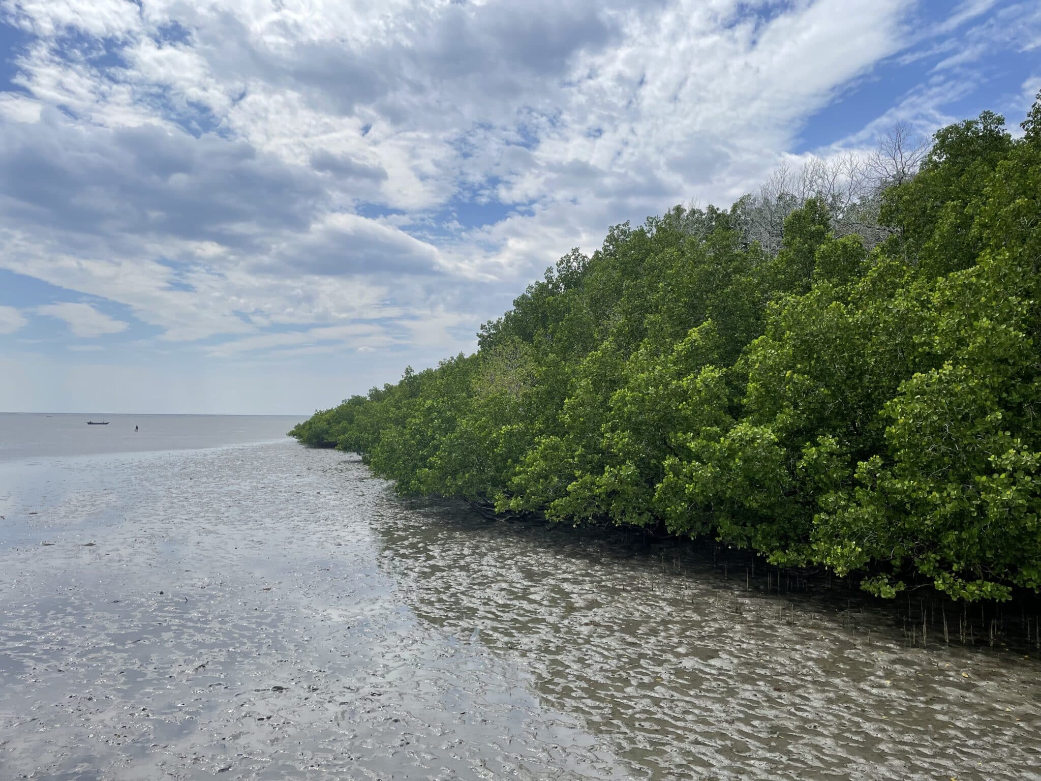 AFoCO and Timor-Leste’s Green Vision: mangroves, sandalwood, and coffee ...