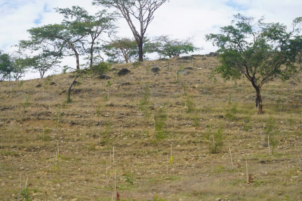 AFoCO and Timor-Leste’s Green Vision: mangroves, sandalwood, and coffee ...